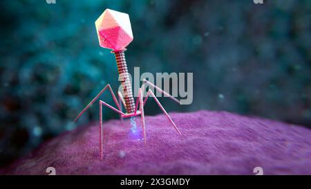 Illustration of a bacteriophage (phage) transferring its DNA ...