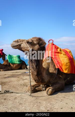 Close up of camels with saddles resting on a beach in Tangier, Morocco ...