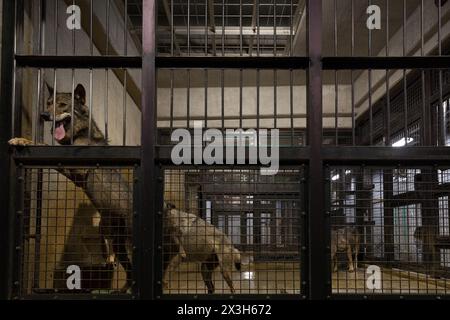 Grey wolves in the sleeping section of their enclosure at Tama Zoo ...