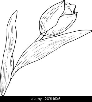 Tulip flower vector illustration. Curved leaves bulb head black outline ...