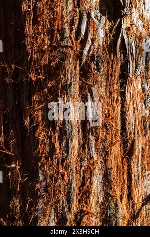 Rough and hairy tree bark on an old pine tree in golden sunlight Stock ...