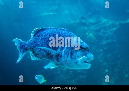 Black musselcracker Cymatoceps nasutus side Stock Photo - Alamy