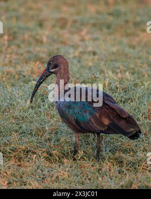 Hadada Ibis (Bostrychia hagedash), Masai Mara, Kenya Stock Photo - Alamy