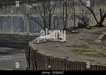 Proud tiger relax in the yard at house, zoo Sofia, Bulgaria Stock Photo ...