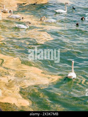 Algae and pollen on the surface of the water. Polluted water. Blooming ...