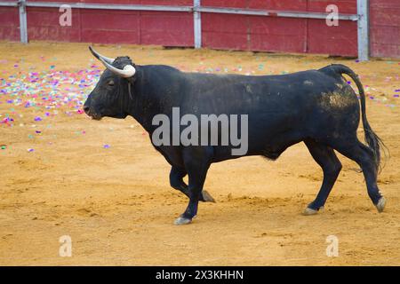 Spanish Bullfighting: Captivating Images of Corrida de Toros in Spain ...