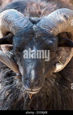 Majestic Goat: Stunning Image of a Horned Beauty Stock Photo - Alamy