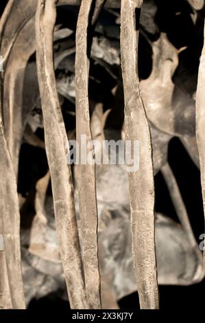 Unveiling the Mysteries: Partial Dinosaur Skeleton Revealed in Stunning ...