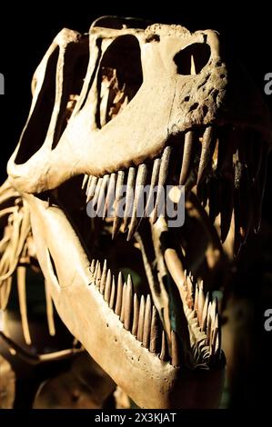 Unveiling the Mysteries: Partial Dinosaur Skeleton Revealed in Stunning ...