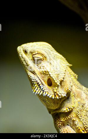 Sleek and Stunning: Captivating Image of a Lizard's Skin Stock Photo ...