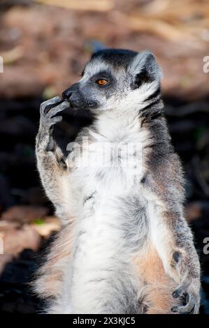 Stunning Lemur Portrait: Captivating Eyes and Gorgeous Skin Stock Photo ...