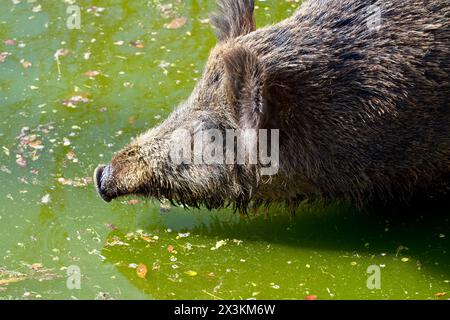 Capture the Untamed Beauty: Stunning Images of Wild Boars in Their ...