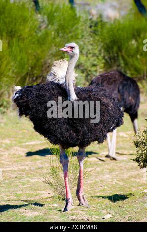 African Adventure: Captivating Image of an Ostrich in its Natural ...