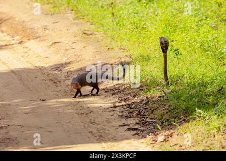 Asian mongoose fights with an aggressive cobra in the wild, natural ...