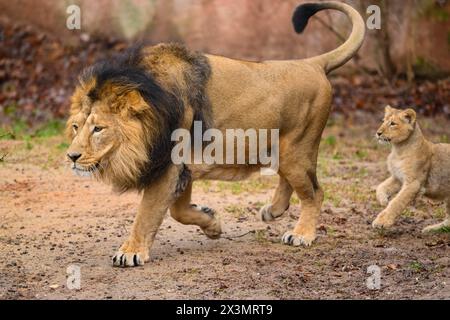 LION male cub running Panthera leo Stock Photo - Alamy