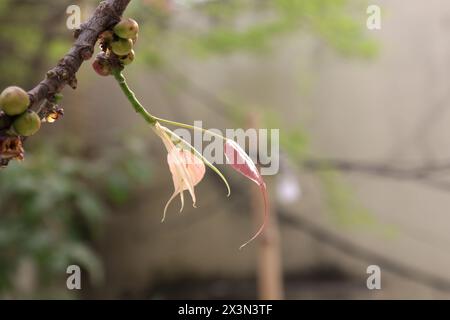 Young pink Bodhi leaves. Bodhi leaves on tree. Peepal Leaf from the ...