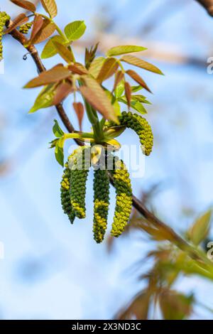 blooming walnut in spring in sunny weather, blooming walnut tree in the ...