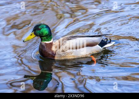 Wild duck swims in a forest lake Stock Photo - Alamy