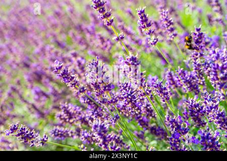Blooming lavender in the garden. Selective focus. Nature Stock Photo ...
