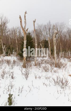 Lafayette Brook Scenic Area - Lafayette Brook in Franconia, New ...