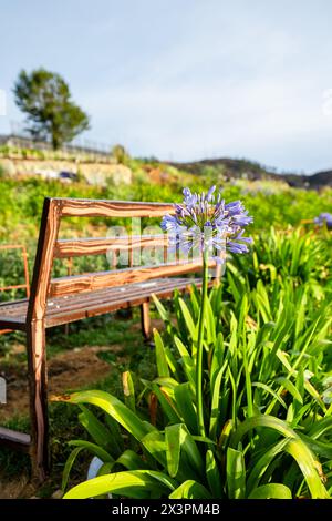Scenic of flower farm at Atok, Benguet in the mountain province of the ...