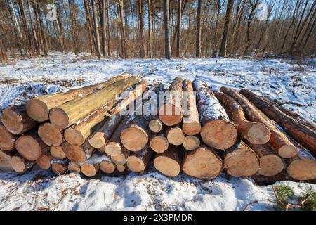 Cut Tree Stump in a Winter Forest Field Stock Photo - Alamy