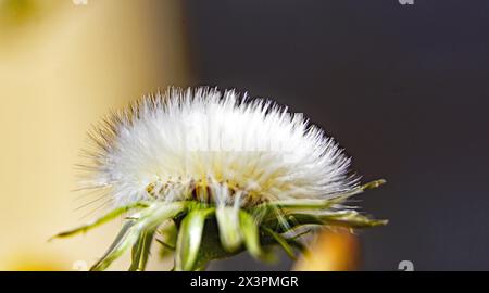 Little angels or dandelions in a garden in Barcelona, Catalunya, Spain ...