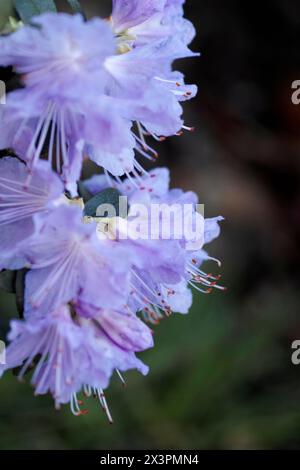 Purple violet lush rhododendron blossom Stock Photo - Alamy