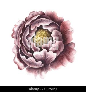 Watercolor of pink peony head. Hand-painted summer flower on a white ...