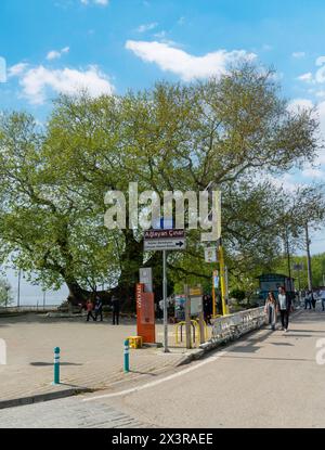Historical Monumental Tree in Bursa, Turkey Stock Photo - Alamy