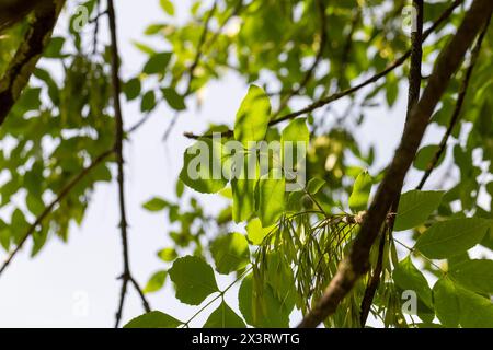 Ash tree at the end of the summer season, ash tree with green foliage ...