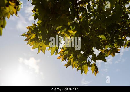 yellowing foliage on maples in autumn weather, maple tree during the ...