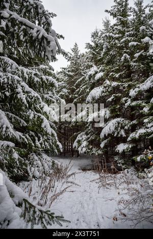 pine forest in winter, photographed close-up with white snow on ...