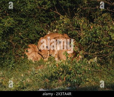 Lion pride bonding in a Masai Mara thicket Stock Photo - Alamy