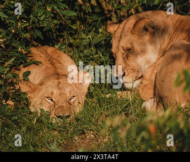 Lion pride bonding in a Masai Mara thicket Stock Photo - Alamy