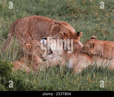 Lion pride's playful moment at dusk in Ol Pejeta Stock Photo - Alamy