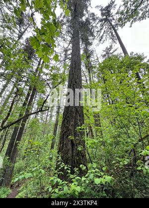 Tall trees in Hendricks Park in Eugene, Oregon Stock Photo - Alamy