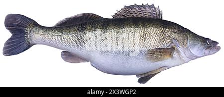 Pikeperch isolated on white Background Stock Photo - Alamy