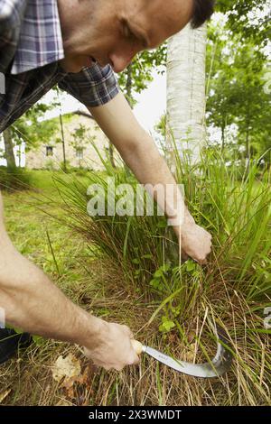 Farmer using sickle Stock Photo - Alamy