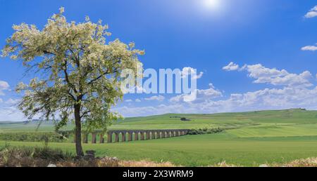 Apulia landscape: flowering tree with green hills crossed by viaduct ...