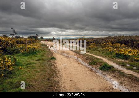 Chelwood Gate, April 29th 2024: Rare bird signage in Ashdown Forest ...