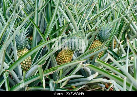 Pineapple (Ananas comosus). Field with fruiting plants near Pital ...