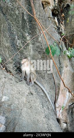 wild living monkeys in cambodian town kampot Stock Photo - Alamy