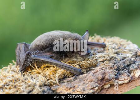 Whiskered bat (Myotis mystacinus). Female on bark. Germany Stock Photo ...