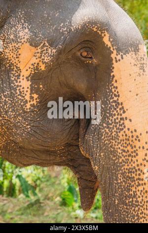 Asian Elephant skin texture abstract background Close up reveals animal ...