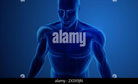 Deltoideus Muscle Anatomy with blue background Stock Photo - Alamy