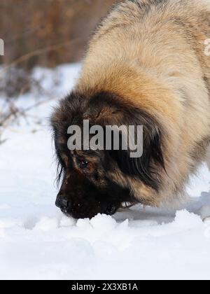 Portrait of Shepherd of the caucasus dog Stock Photo - Alamy