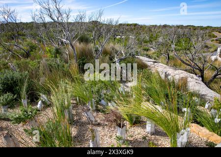 North Head Manly, native plants planted along the Fairfax track walking ...