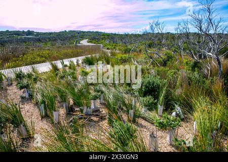 North Head Manly, native plants planted along the Fairfax track walking ...