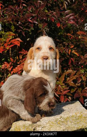 Portrait of two sad dog puppies in shelter behind fence waiting to be ...